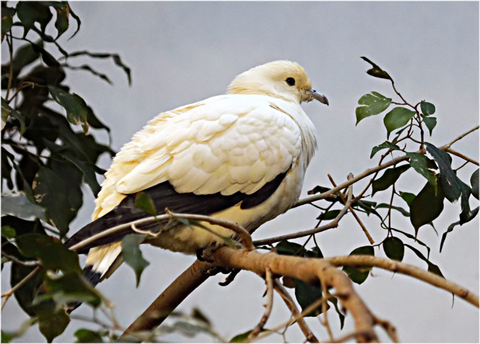 FOTO NATURA HUESCA 2: DÚCULA IMPERIAL ducula bicolor Giovanni Antonio ...