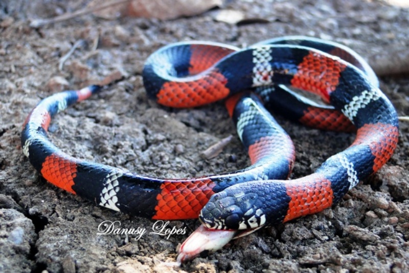 Erythrolamprus aesculapii - Alchetron, the free social encyclopedia