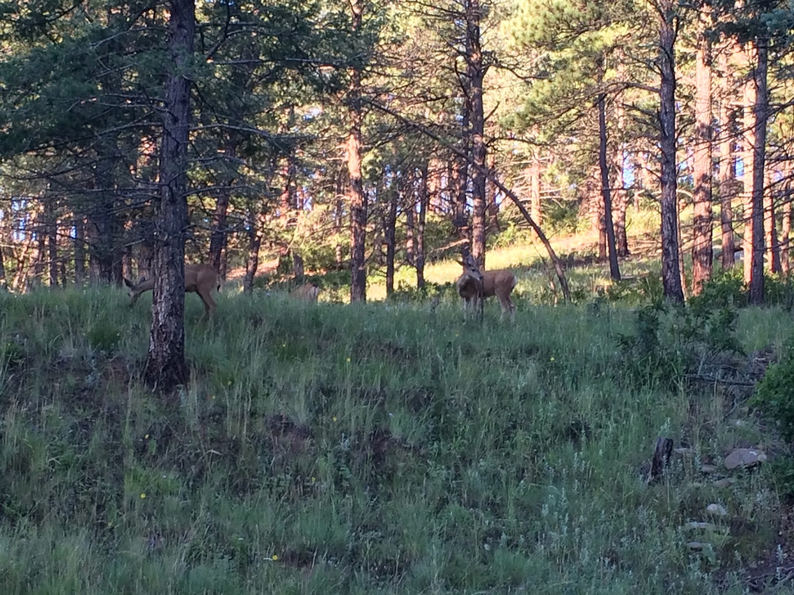 scott's ravings: Philmont Scout Ranch - Day Three - Cook Canyon to Ring ...