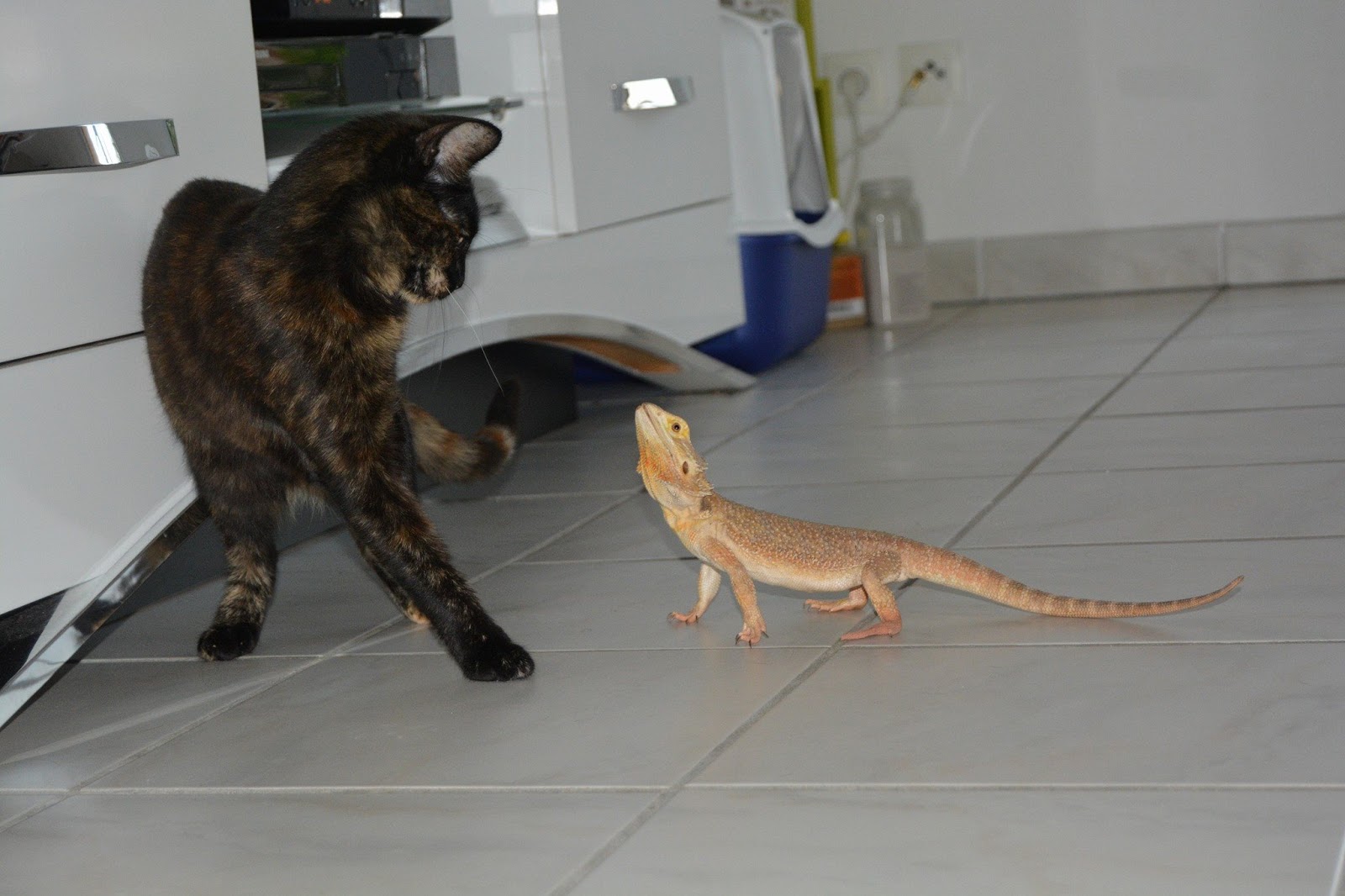 Tu Peux Pas Comprendre, T'es Pas Un Chat : #TPPCTPUC - Toutes les ...