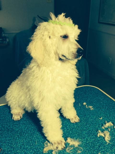 Maine Standard Poodles