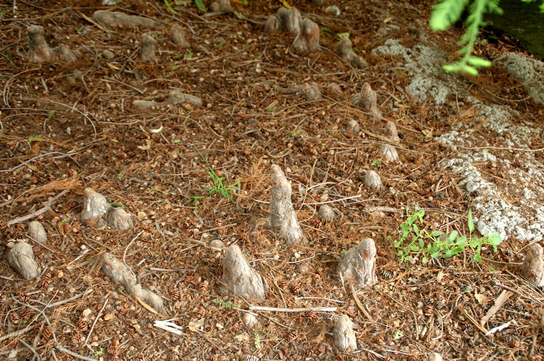 A photo, A thought............: Place: Amazing flora of Fullerton ...