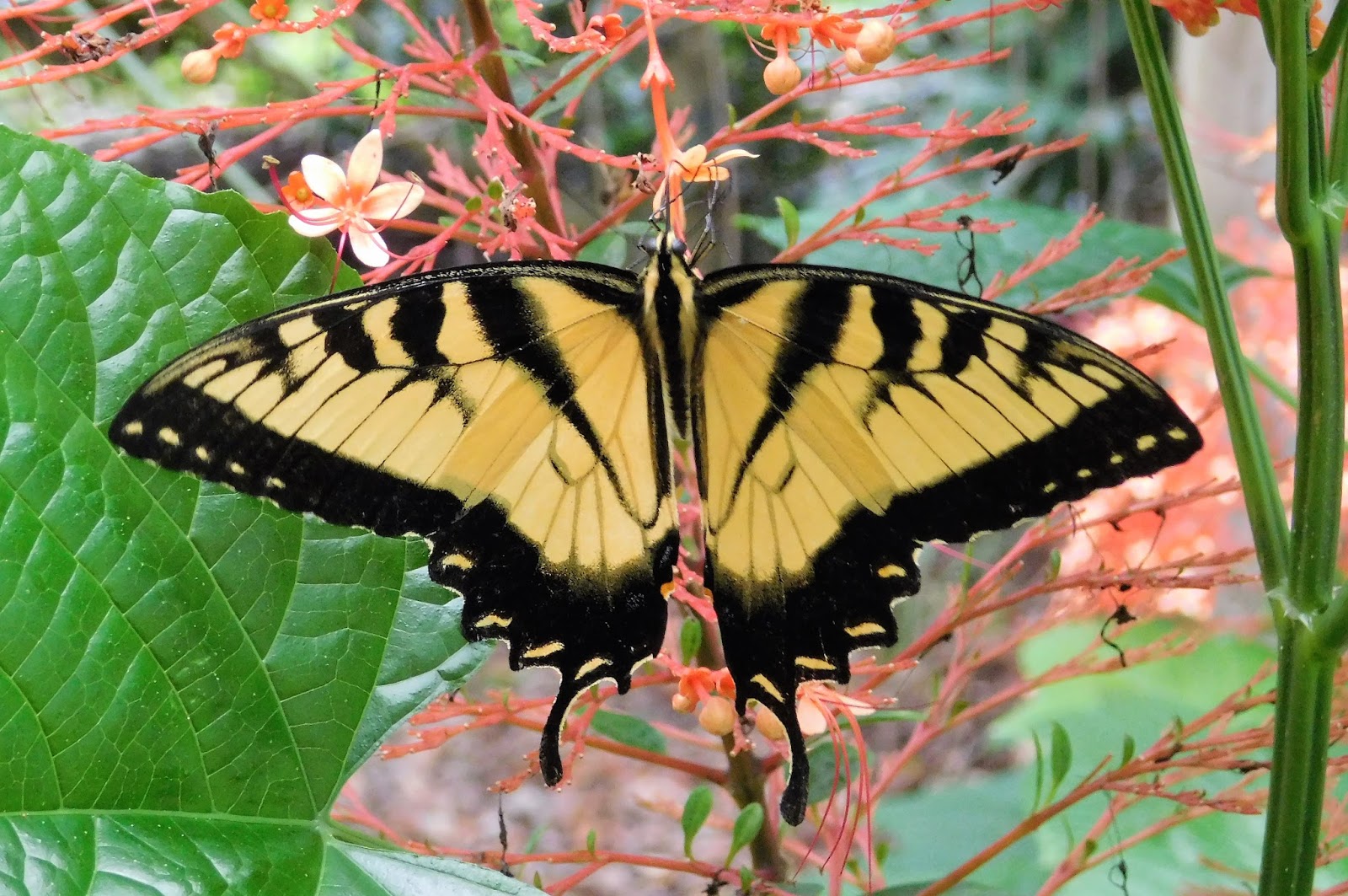 Garden On Fourth Street: Central Florida...Butterflies & Blooms