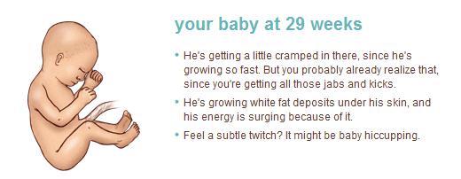 Bergill Baby: 29 Weeks