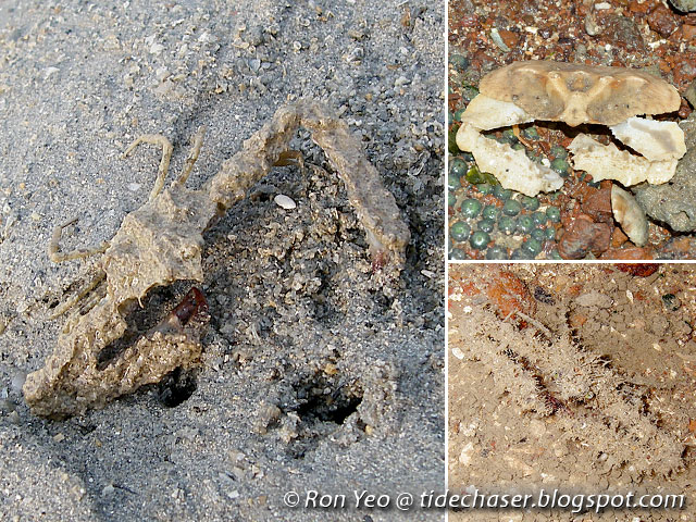 tHE tiDE cHAsER: Elbow Crabs (Phylum Arthropoda: Family Parthenopidae ...