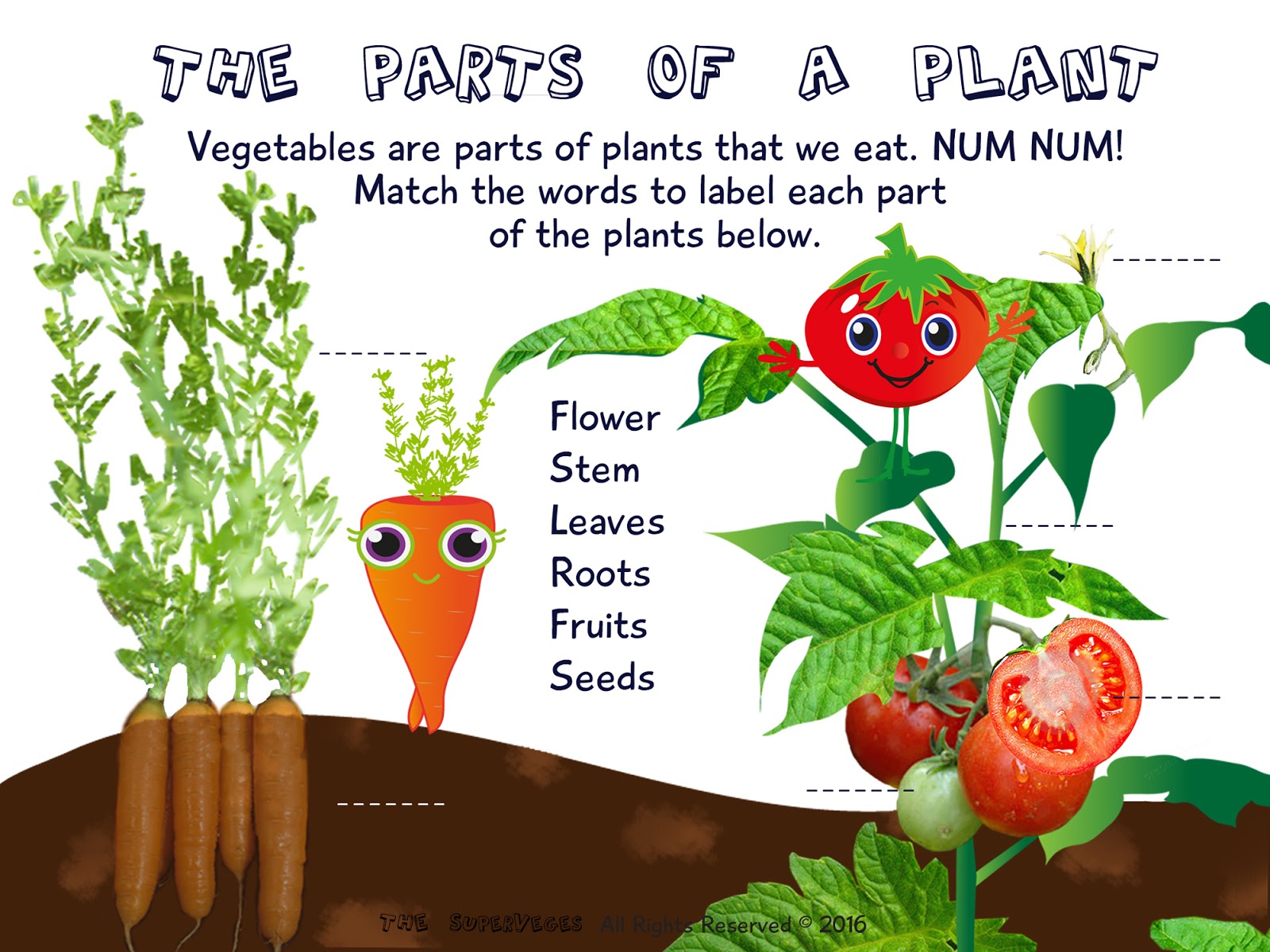 Vegetables That Look Like Body Parts