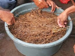 About PGPR and Benefits For Plants