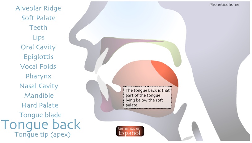 American English: Phonetics: The Sound of American English (3)