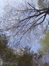 tapiiri: tapiriiの春