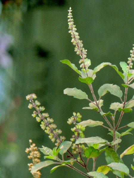 Viswa Bharati Vedic Astrology : Plants used as Patri for Vinaayaka ...