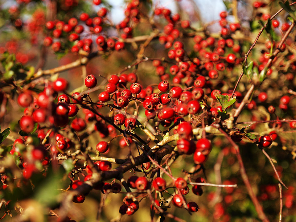 Autumn Berries ~ Autumn Crafts Picture