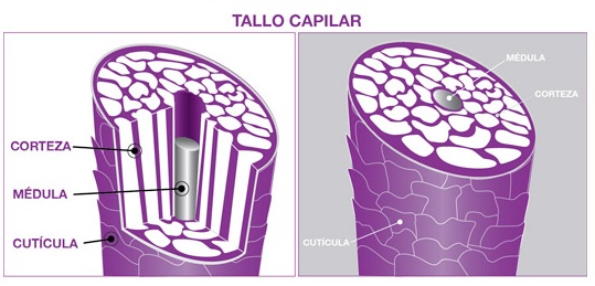 Wakucapilar: Estructura del Cabello
