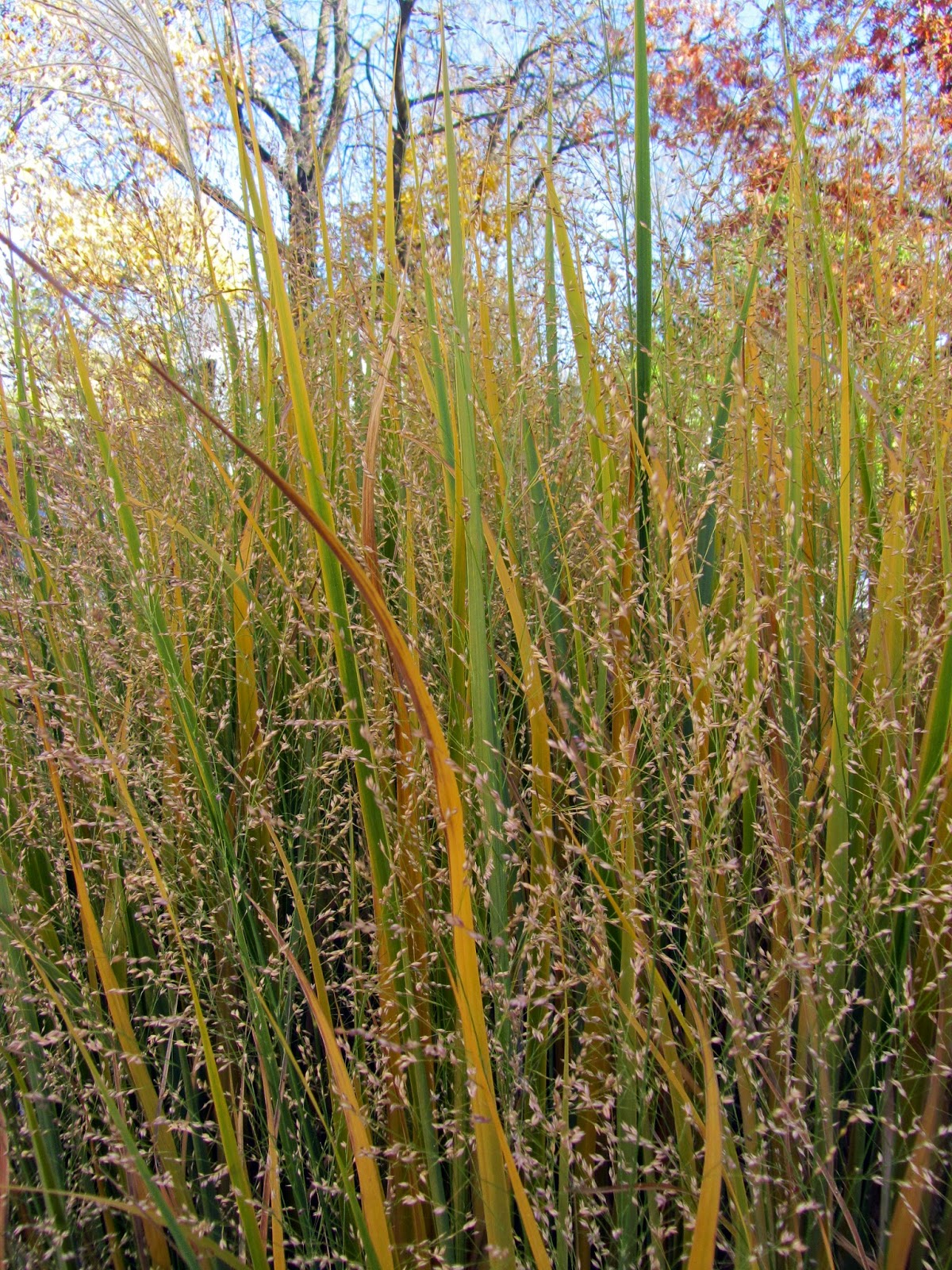 Gatsbys Gardens: Fall Color Is Not Just About The Trees!