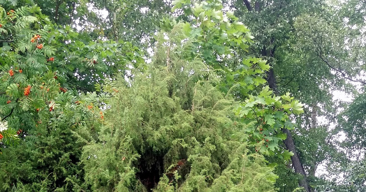 Kasveja Suomesta: Kataja (Juniperus communis)