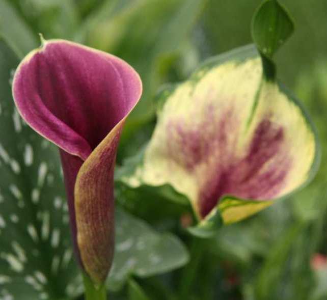 Gallery of Callas Lilies by Color: Purple Calla Lilies