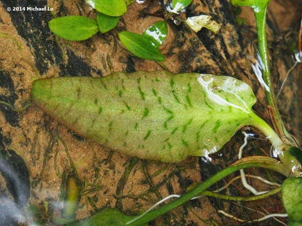 The rainforests of Borneo & Southeast Asia: Cryptocoryne auriculata ...