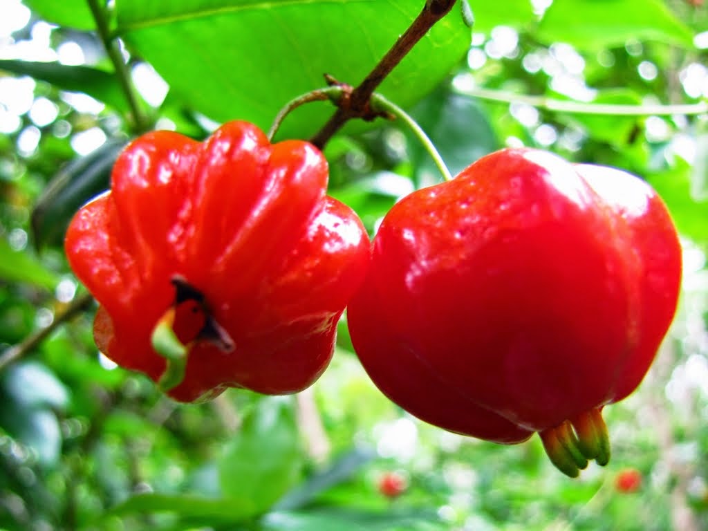 10 Frutas brasileiras que tem o poder de curar! - Vivendo Bem Feliz