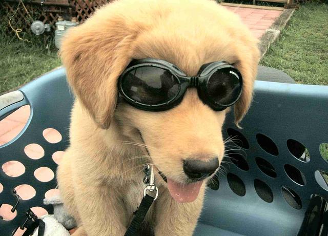 Affordable and High Quality Pet Products: What are Doggles?