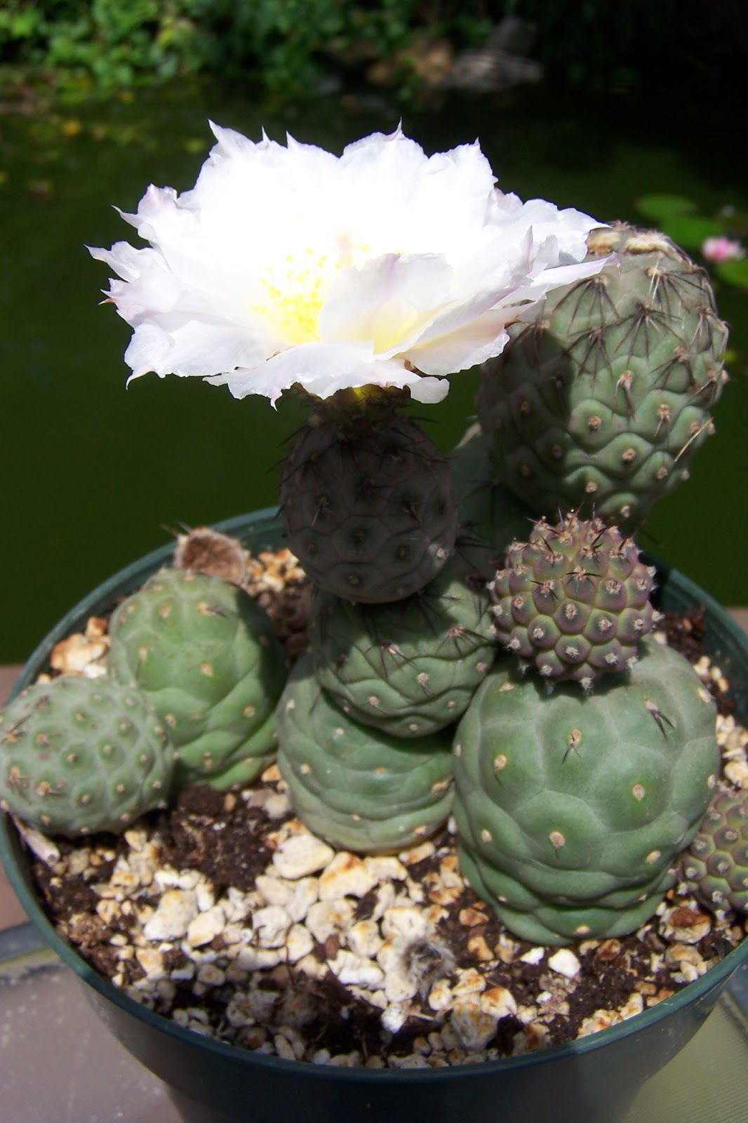 Oregon Cactus Blog: Tephrocactus alexanderi var. geometracus