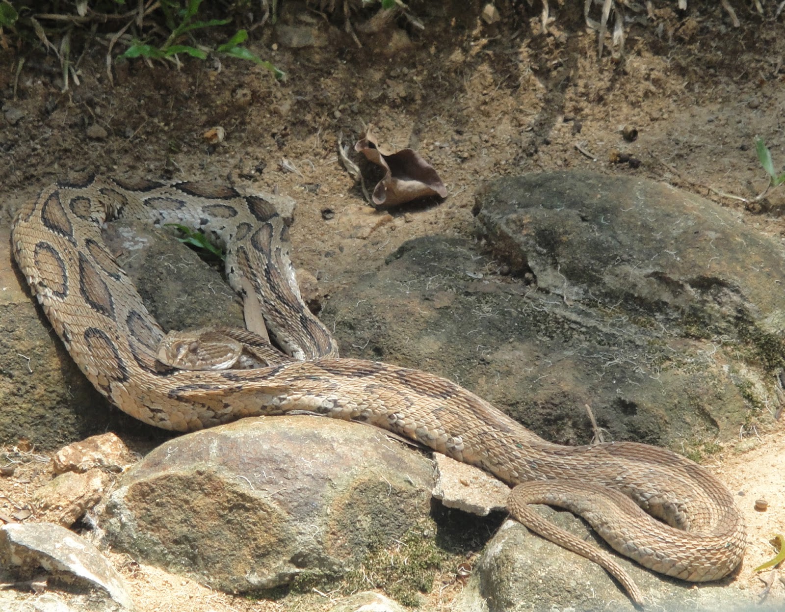 Sakepedia: Russell's Viper