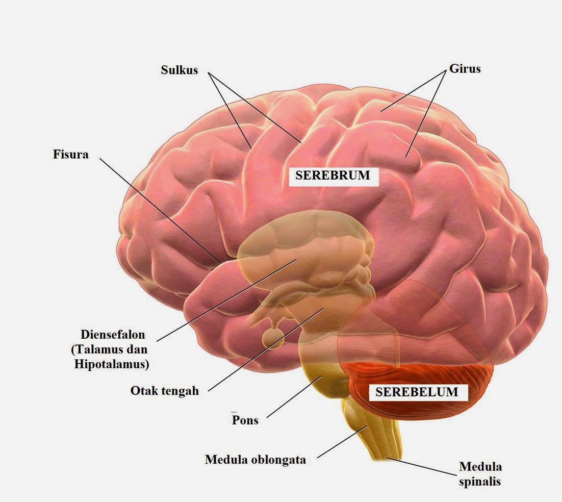 MATERI TENTANG SISTEM KOORDINASI Biologi SMA/MA Kelas XI