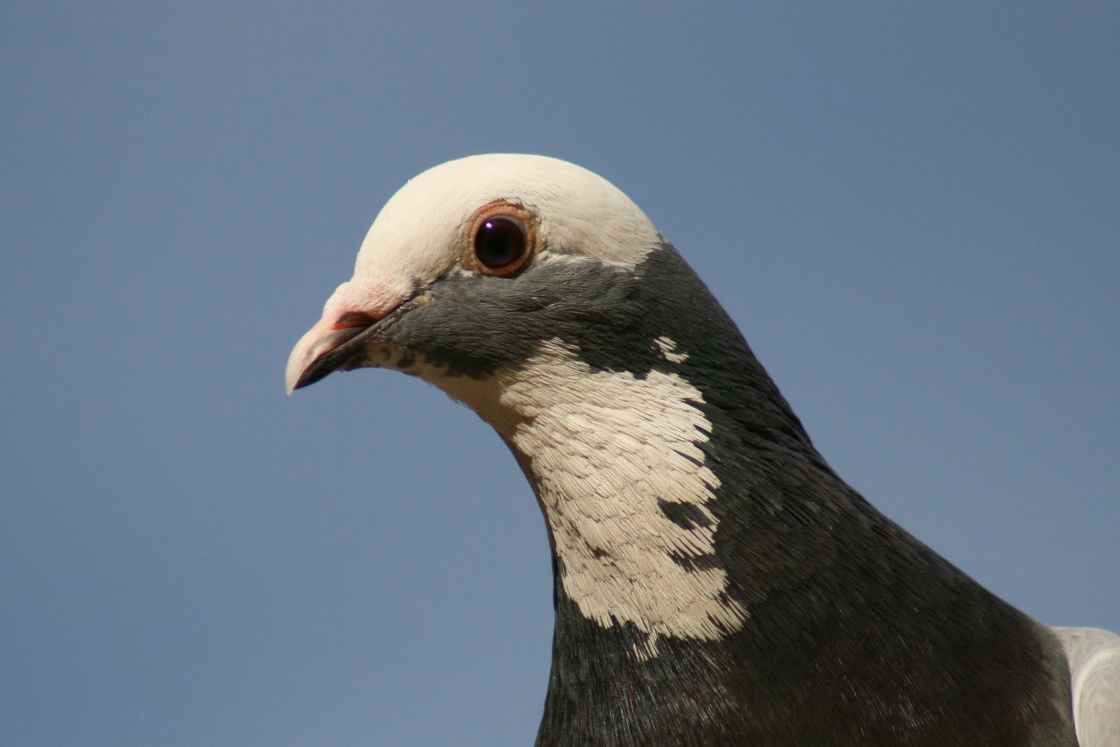 Pajaricos de Murcia: Las palomas urbanas (y 2)