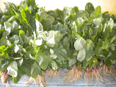 Bayam Cabut | lubanyuwangi