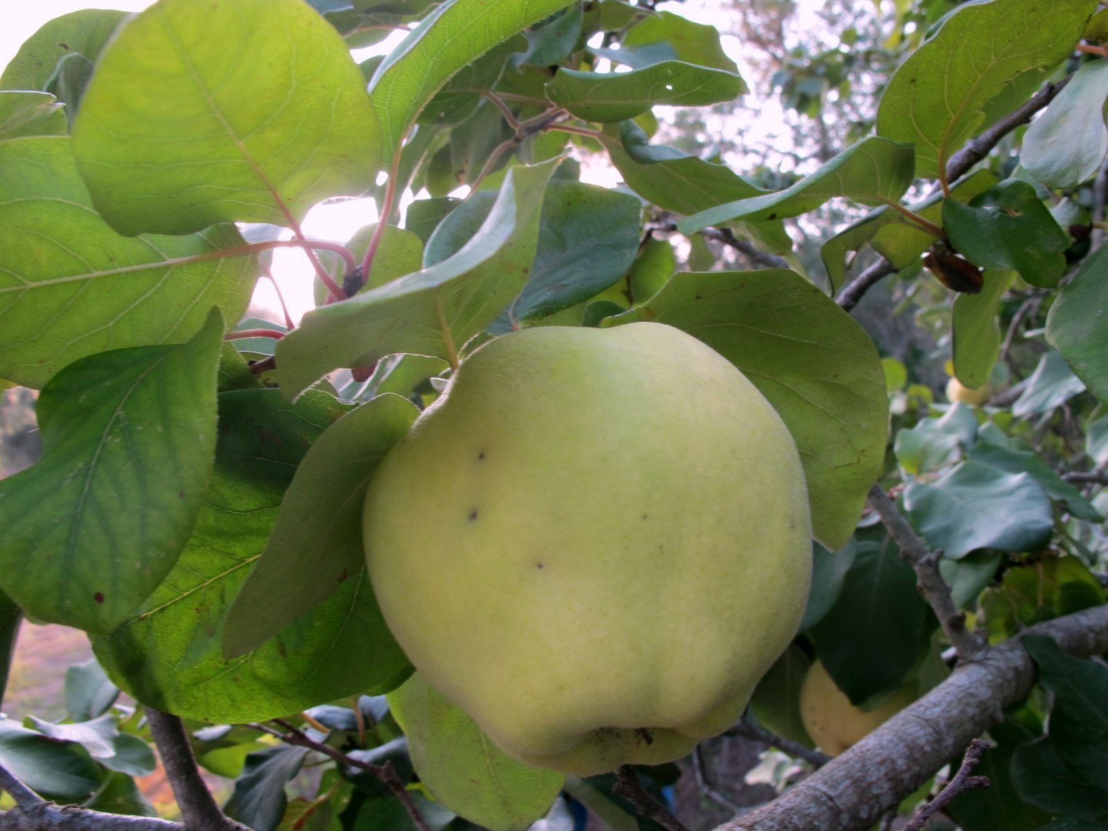 FLORA NEL SALENTO e.. anche altrove: Cydonia oblonga Mill. - Rosaceae ...