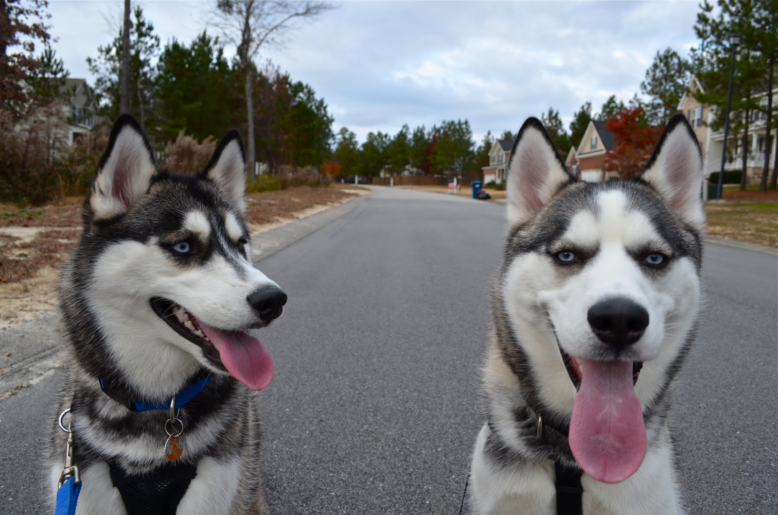 A Tale of Two Huskies: Going on a Walk...Together