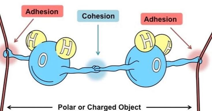 Biofisica: Adhesion y cohesion