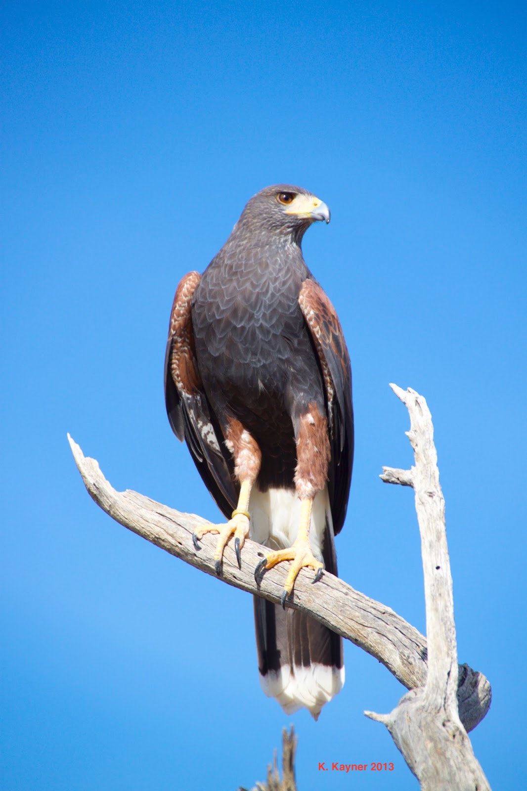 Kathy's Nature: Harris Hawks aka Wolves of the Desert