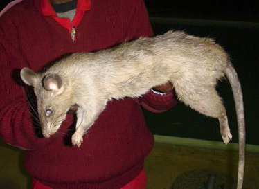 MITOS Y LEYENDAS DE MEXICO - 1era PARTE ~ .EFECTOANIMAS