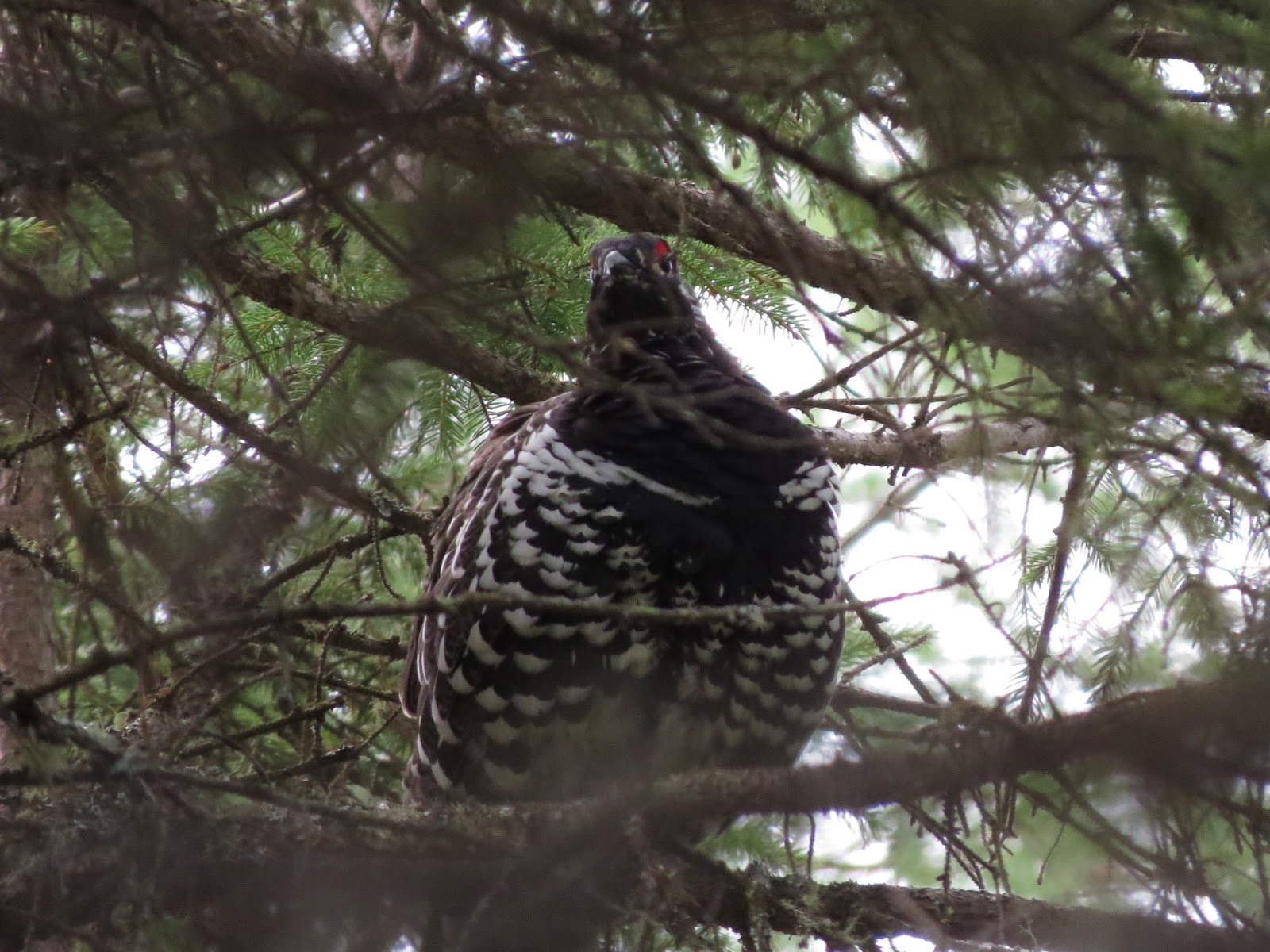 Vermont Birds and Words : Boreal Birds - NEK VT Moose Bog & Victory Basin