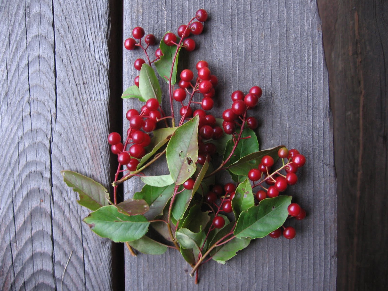 Life At Treehouse: Pin Cherry Jelly