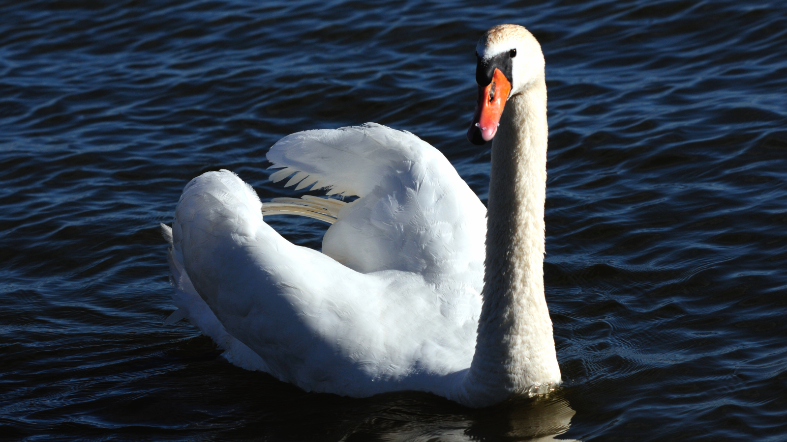 Lituania: cigni selvatici e reali