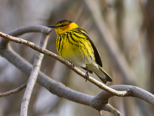 Lost in BIrding: Magee Marsh...OHIO (2 May)
