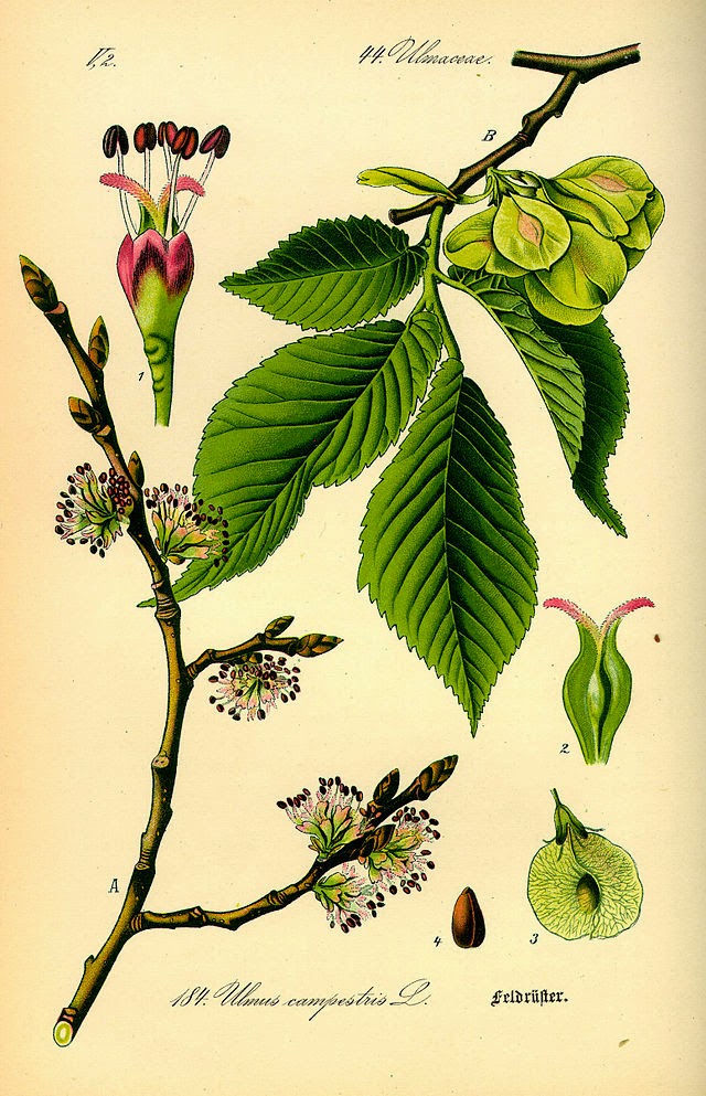 ORME-Ulmus campestris-PHYTOTHERAPIE-HOMEOPATHIE-MEDECINE NATURELLE