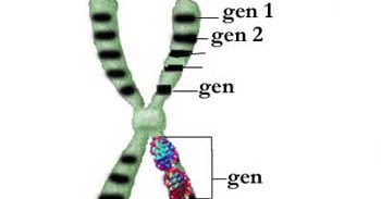 Instituto INADE: GEN