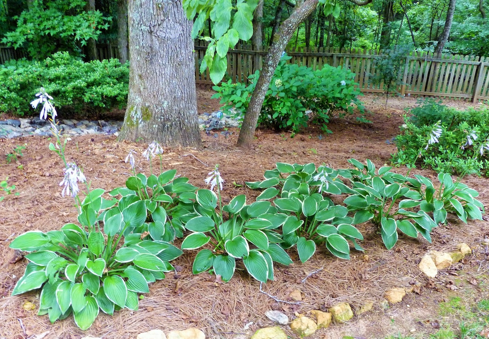 Lindaraxa: Garden Journal...The Hostas Take Center Stage