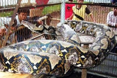 8 World's Largest Snake Ever Recorded On Camera - Berita