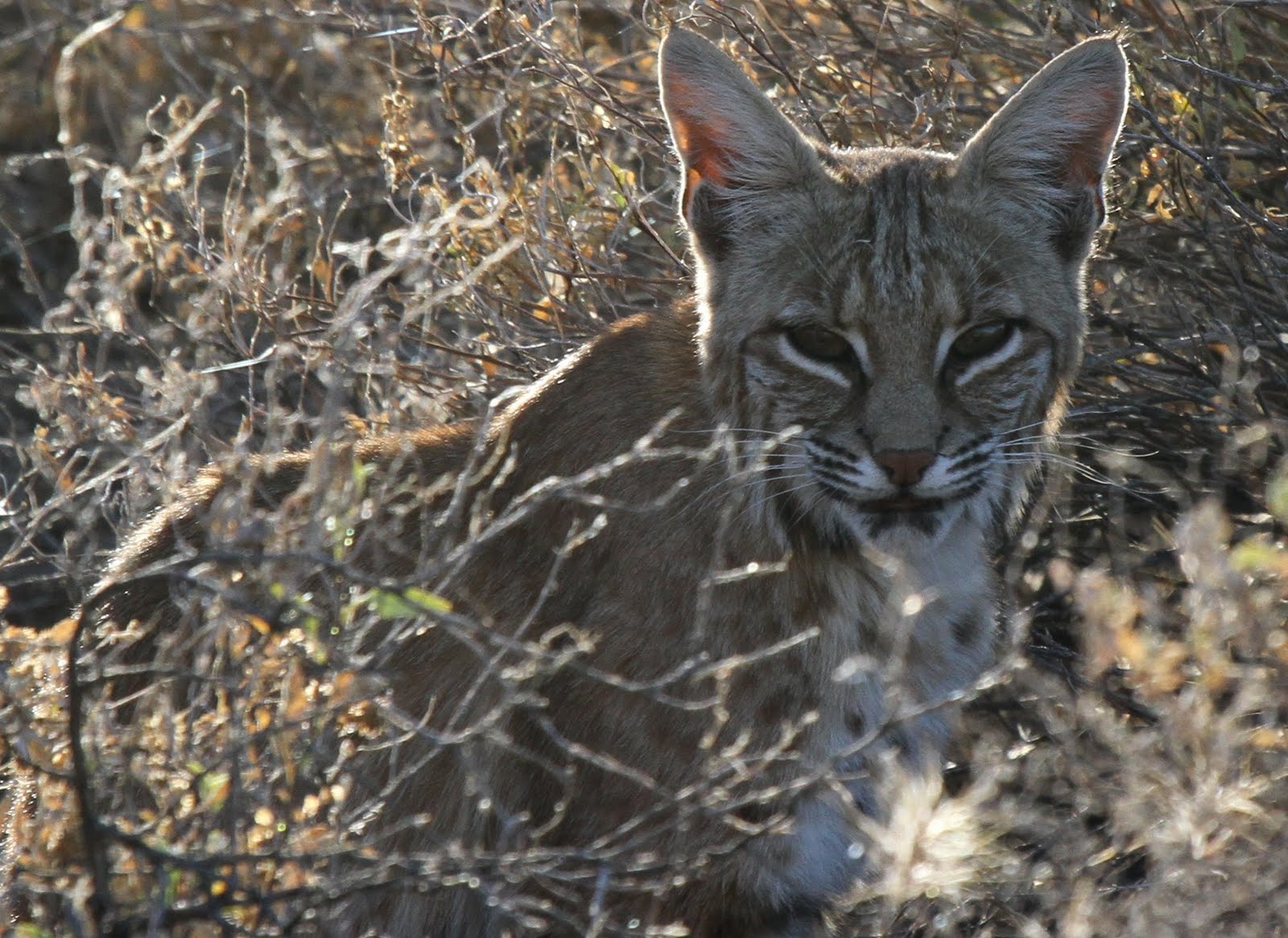 Wanderings through Arizona: Mammals of the desert