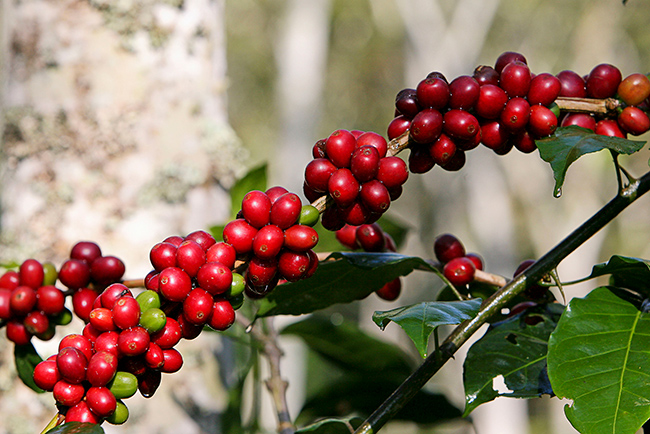 Tomates Verdes: Cafeto (coffea)