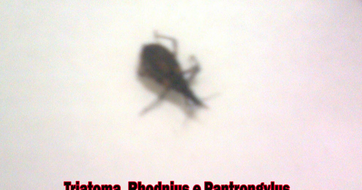 ENCONTRADO NO LOTEAMENTO ANTÔNIO BURGOS MAIS ALGUMAS EXEMPLARES DO ...