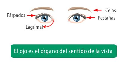 EL CUERPO HUMANO. EDUCACIÓN PRIMARIA: LOS SENTIDOS