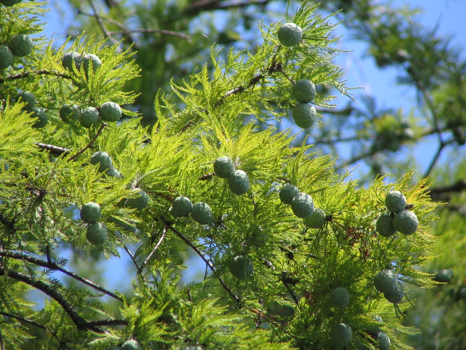 LA MULTI ANI, ROMANIA!: Chiparos