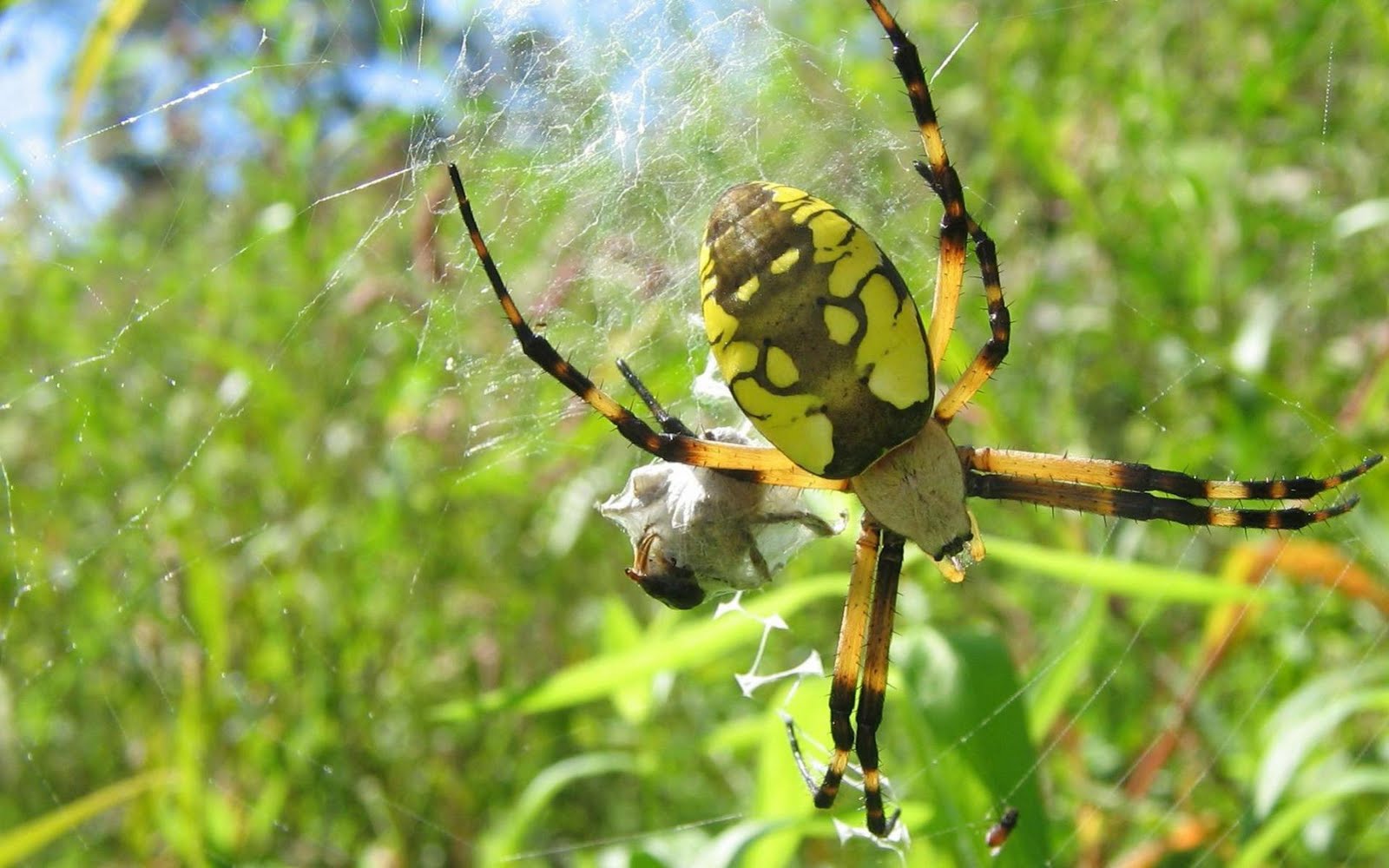 Spinnen Achtergronden