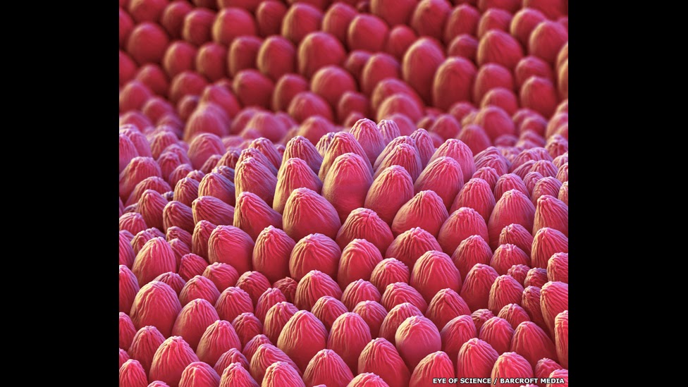 Unique world Inside beautiful flowers - Microscope flowers gallery