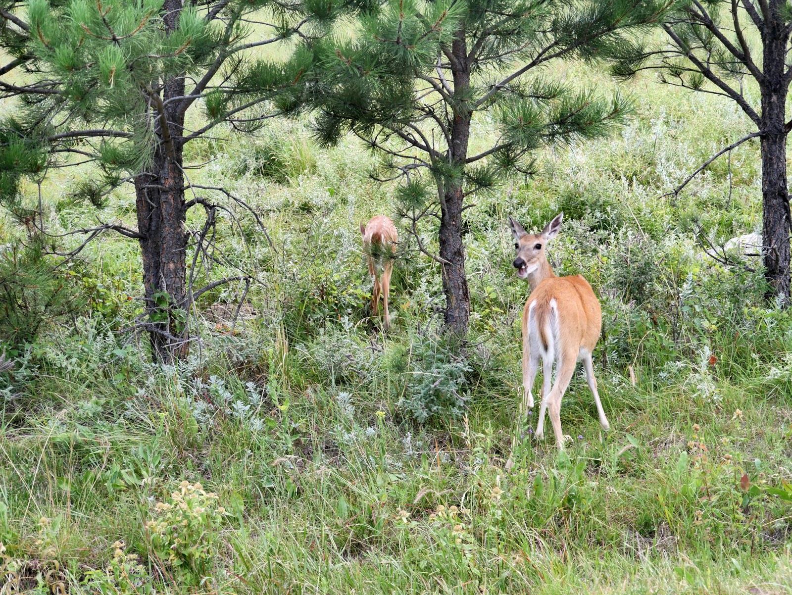 American Travel Journal: Wildlife Loop Road - Custer State Park