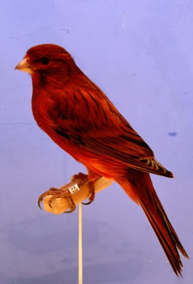 Burung Kenari 88: Perawatan Kenari Merah