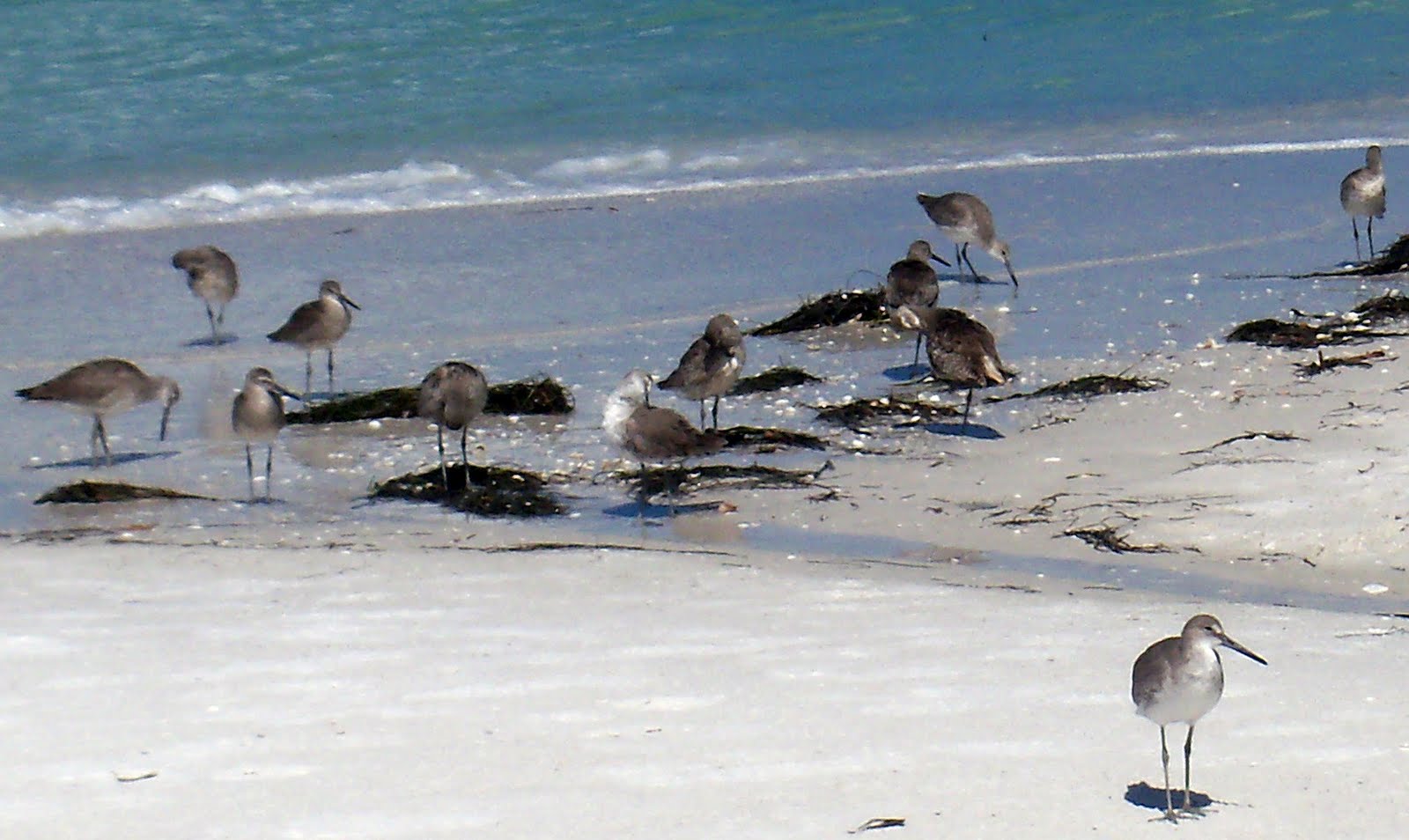 Southwest Florida Shoreline Studies: Willit flock on North Lido Beach